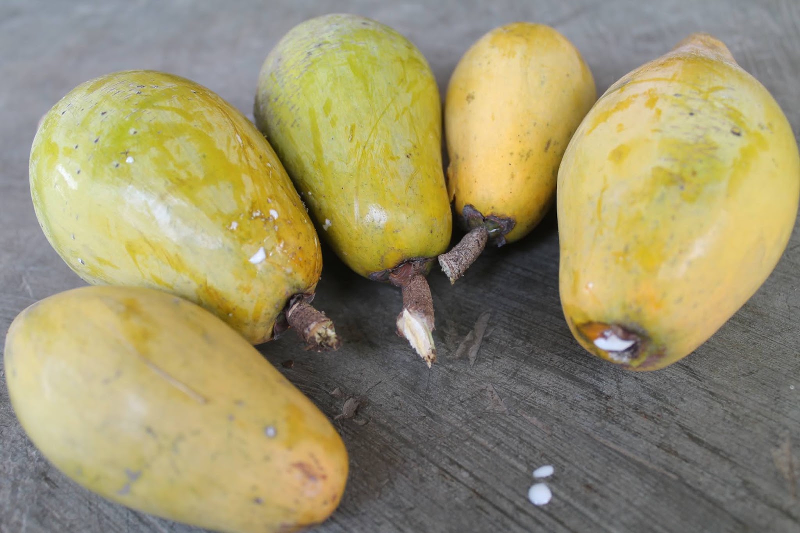 Campoleh, Buah Superfood yang Semakin Langka ~ Pupid House