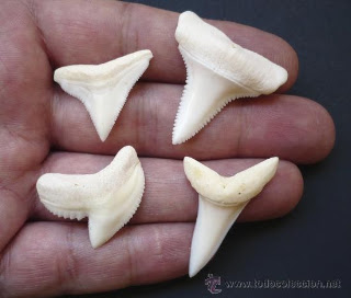 Rumbo a la profundidad: Los dientes de los tiburones