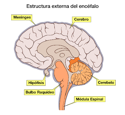 Neurociencias Optometria: ENCEFALO