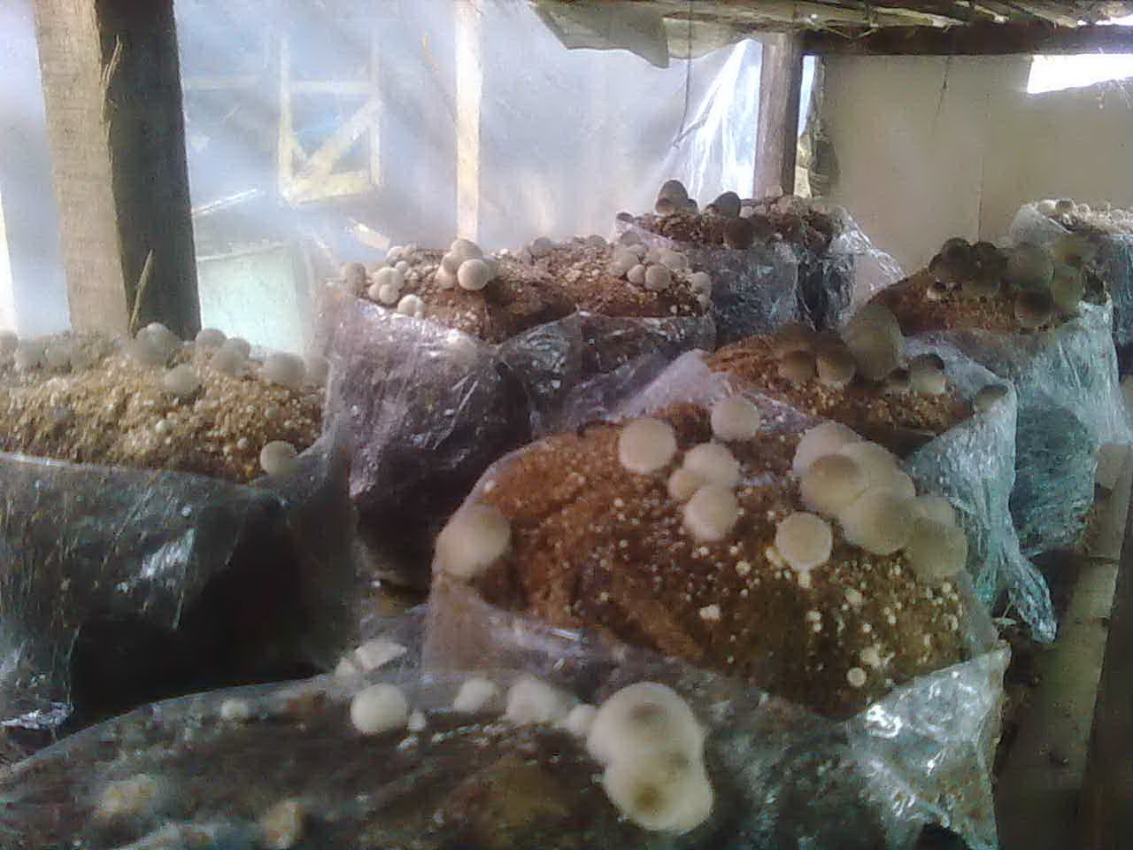 BIBIT JAMUR TIRAM KONSULTASI DAN BERBAGI PENGALAMAN: Baru!!! BUDIDAYA ...