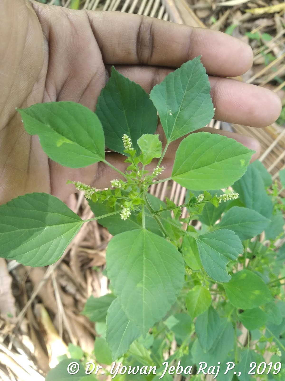 DrYOWAN-BOTANY: 3. Acalypha indica (or) Indian Acalypha: