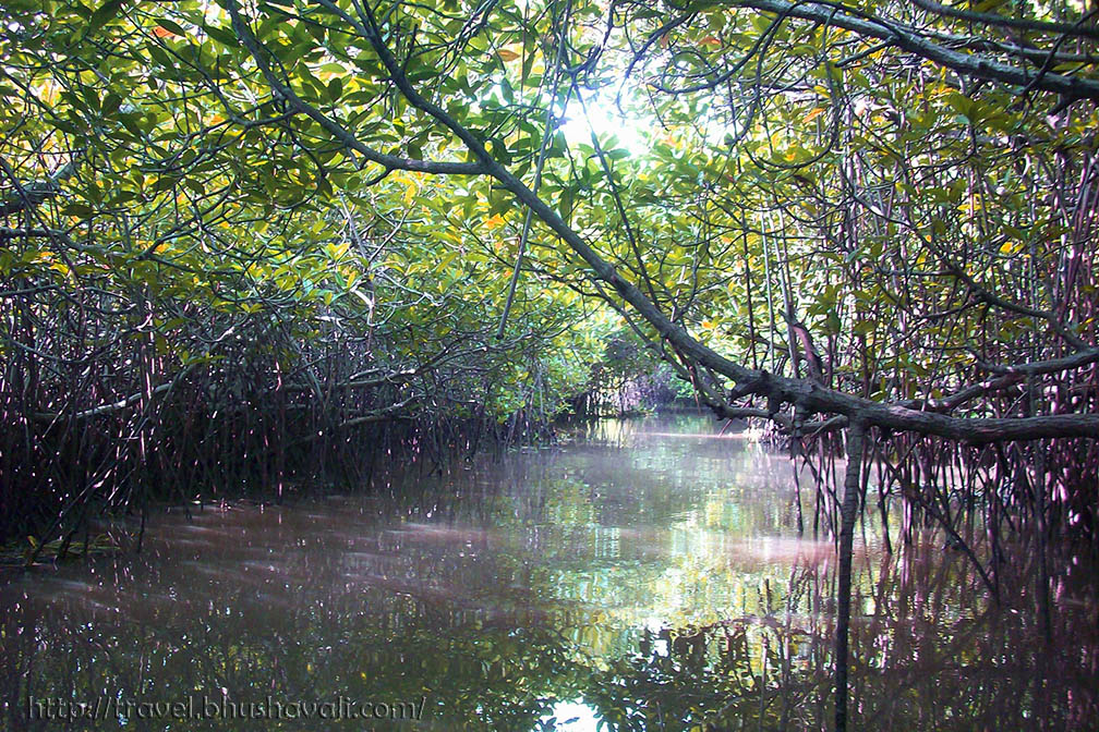 Pichavaram Mangrove (Cuddalore - Tamil Nadu) | My Travelogue - Indian ...