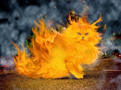 Exclusively Cats Veterinary Hospital Blog: Fire Safety for Cats - After ...