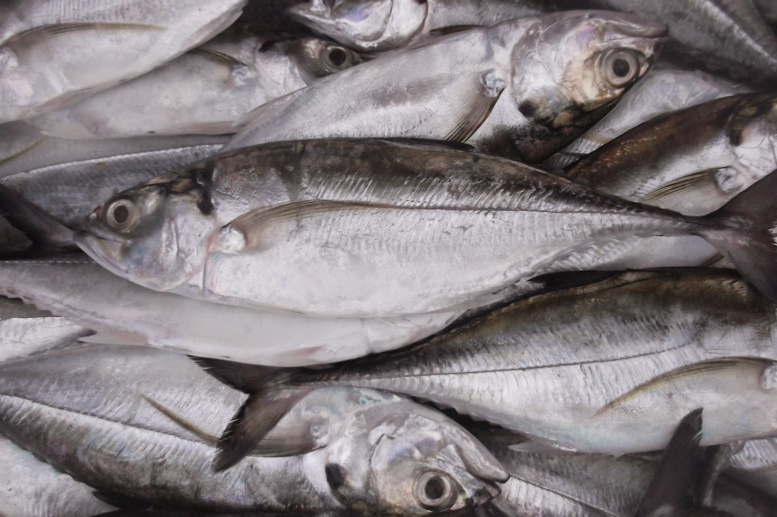 NEGOMBO SEAFOODS: kumbalawa