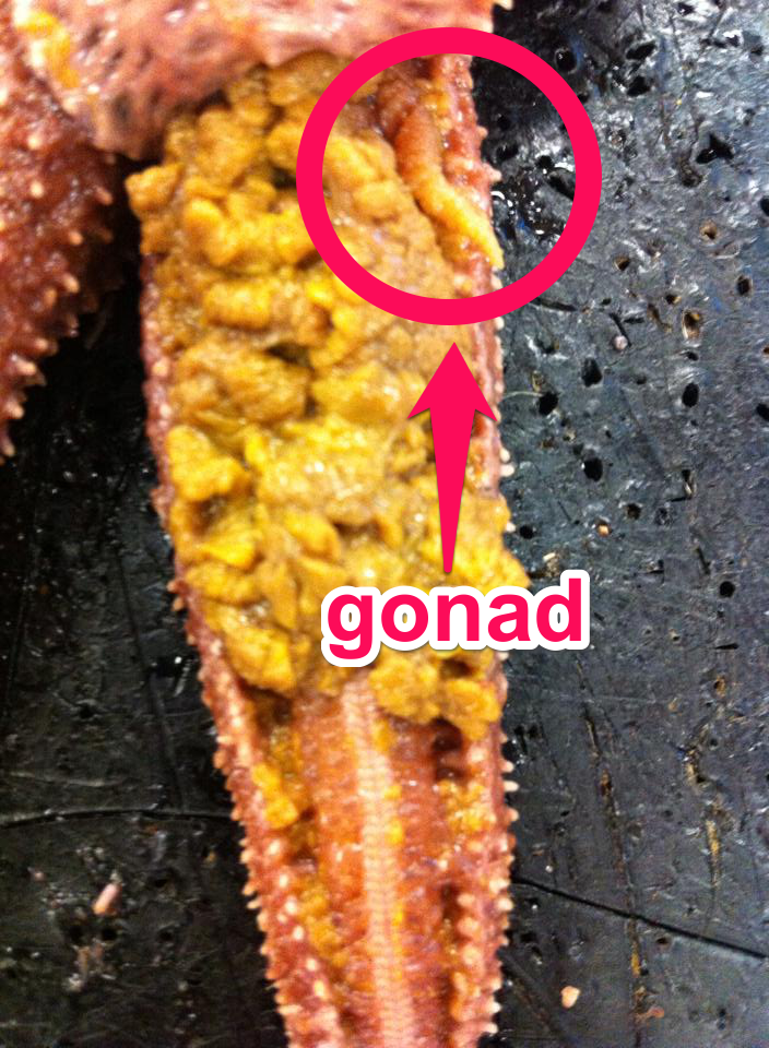 Gonads Location