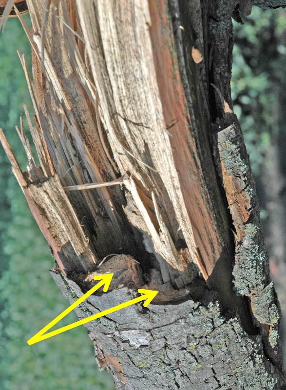 Northern Pecans: Snap! A young pecan tree breaks in the wind.