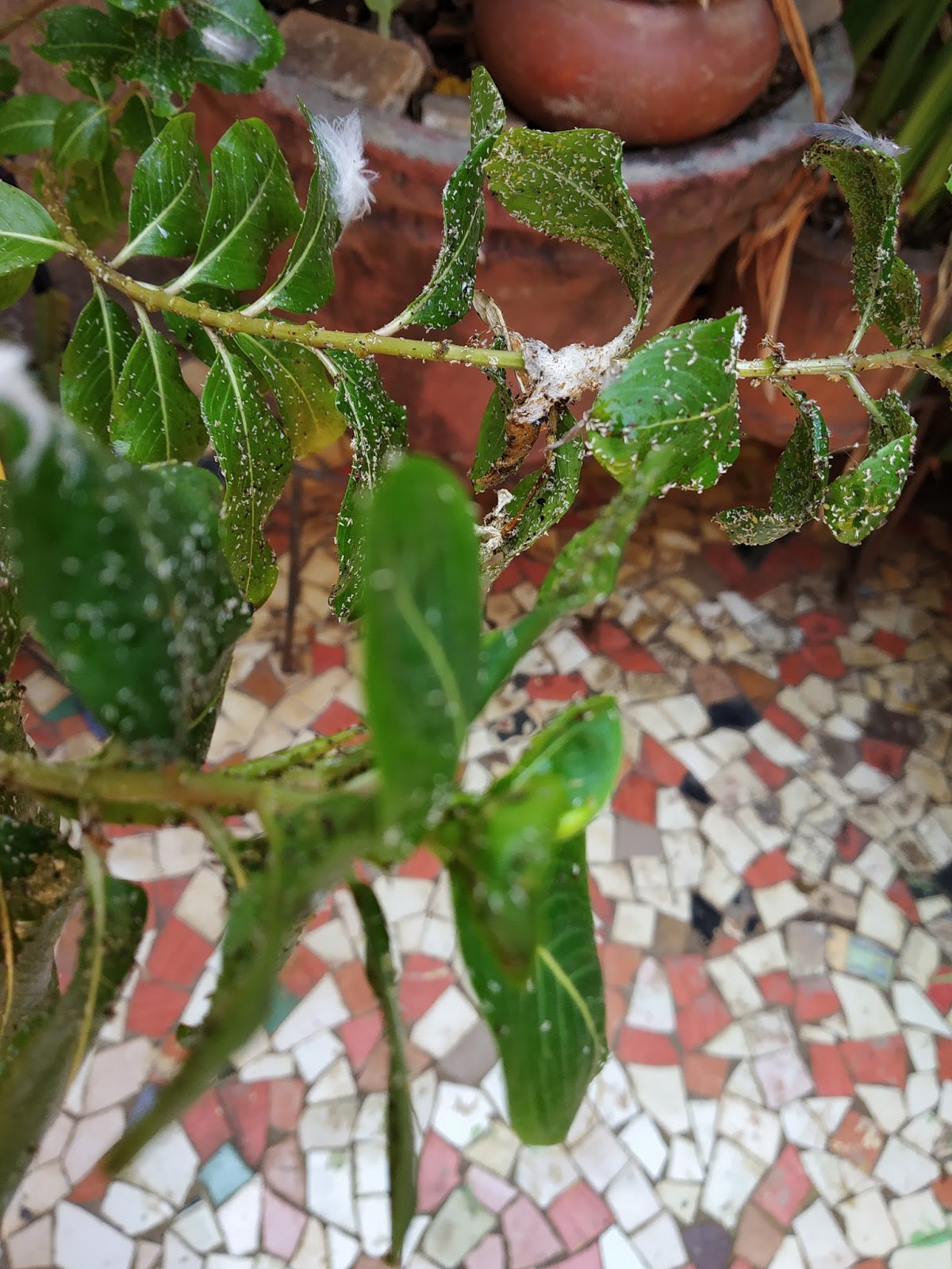 Garden Care Simplified: Periwinkle disease Sadaphuli pest attack ...