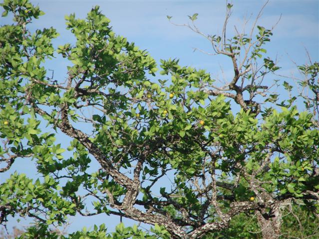 Viver o Cerrado: Cagaita - Eugenia dysenterica