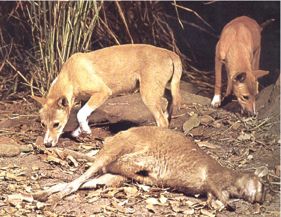 razas de perros: EL DINGO (CANIS FAMILIARIS DINGO)