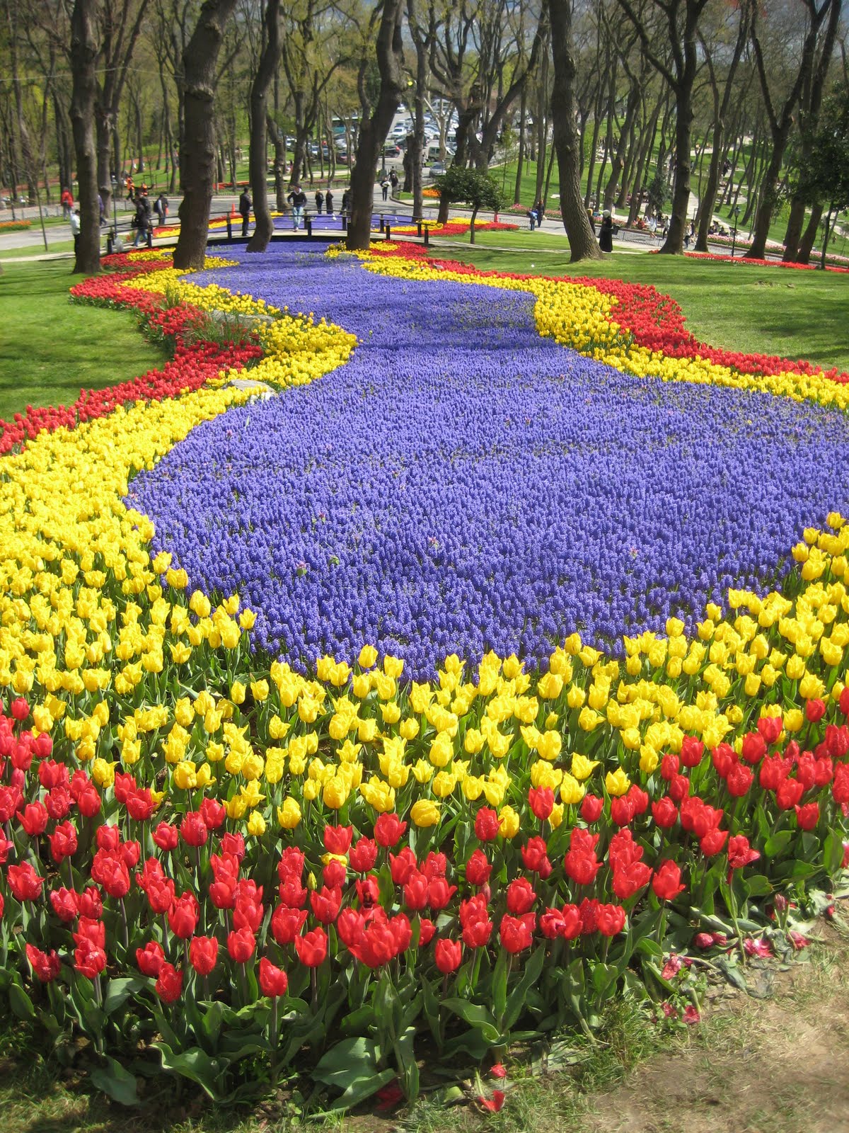 suzies turkish delights: Did you know tulips began in Turkey? Tulips at ...