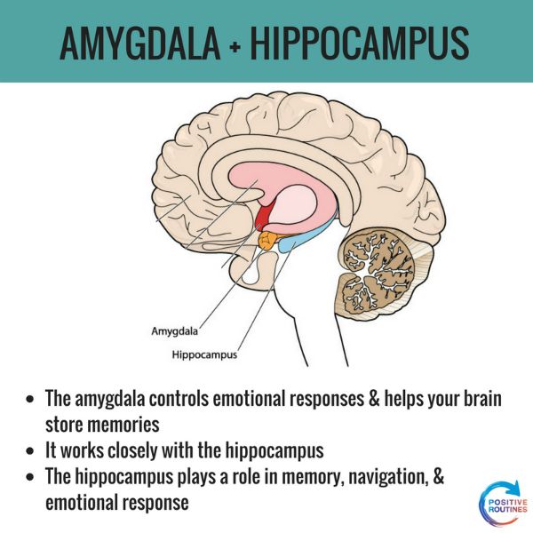 EXAMS AND ME : Amygdala
