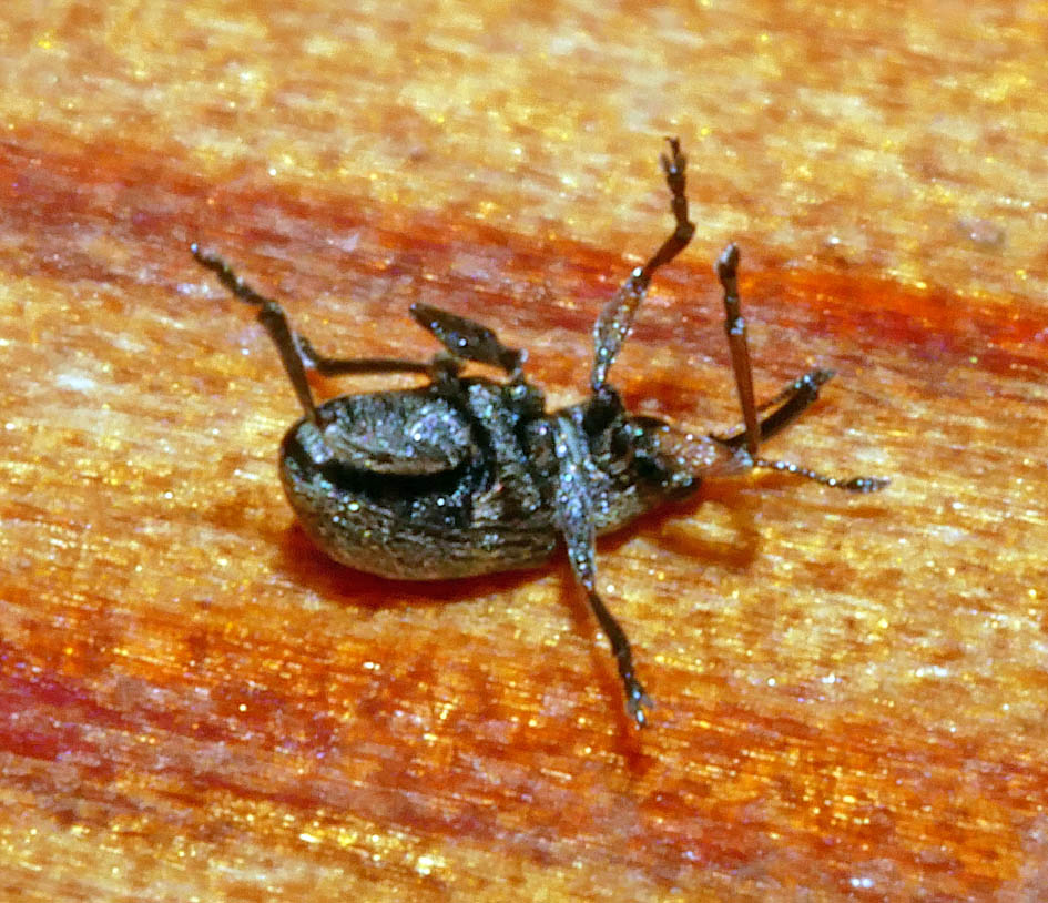 Cabinet Of Curiosities Gorse Seed Weevils