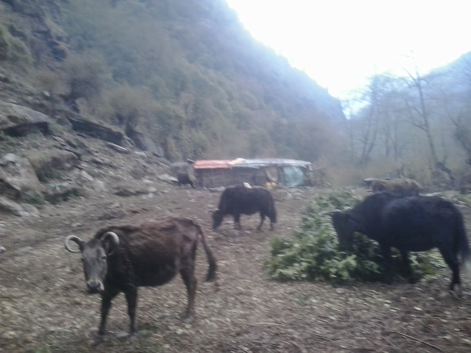 Worldtibetarts: Chauri Gai (cow)