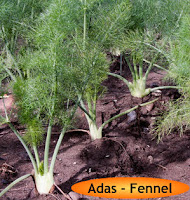 Tanaman Adas – Fennel Plant - Education Articles