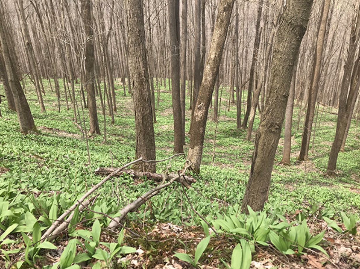 PA Environment Digest Blog: Emerging Forest Crop Wild Ramp Plants ...