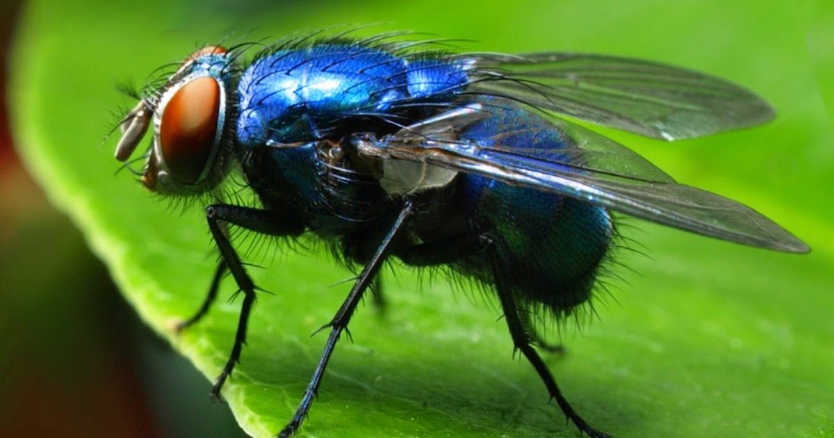 Nixpages Blue Bottle Fly