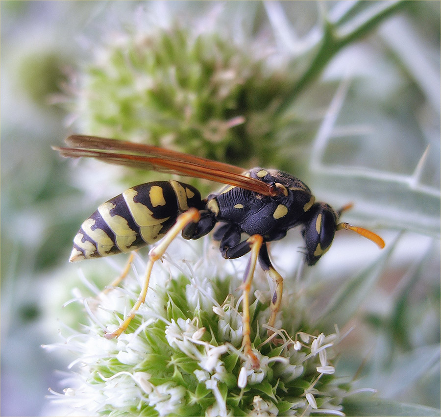 © Joan Rodó / Fotografia 1: les vespes si posen bé quan em veuen