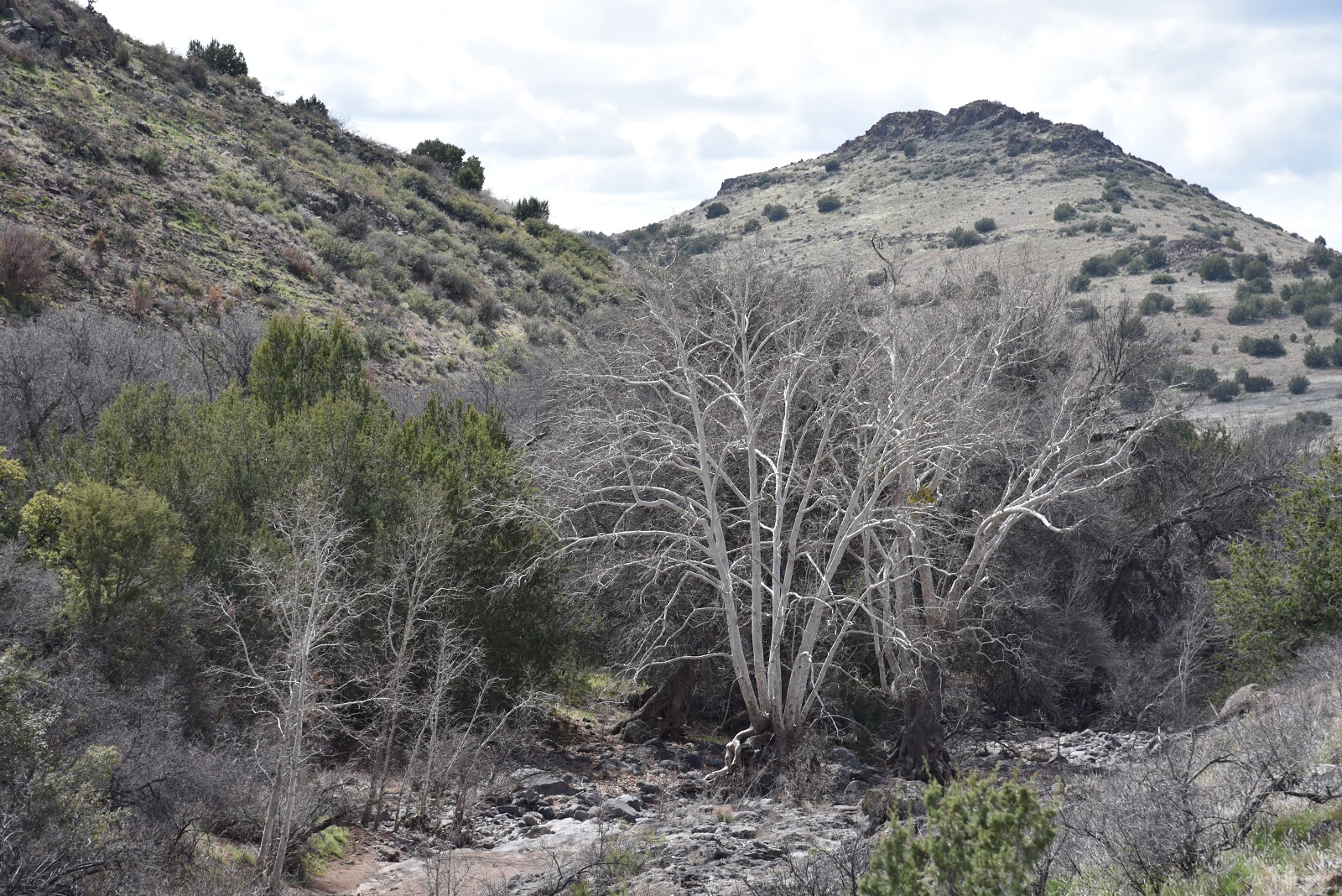 Arizona Hiking: Yellow Jacket Trail 524