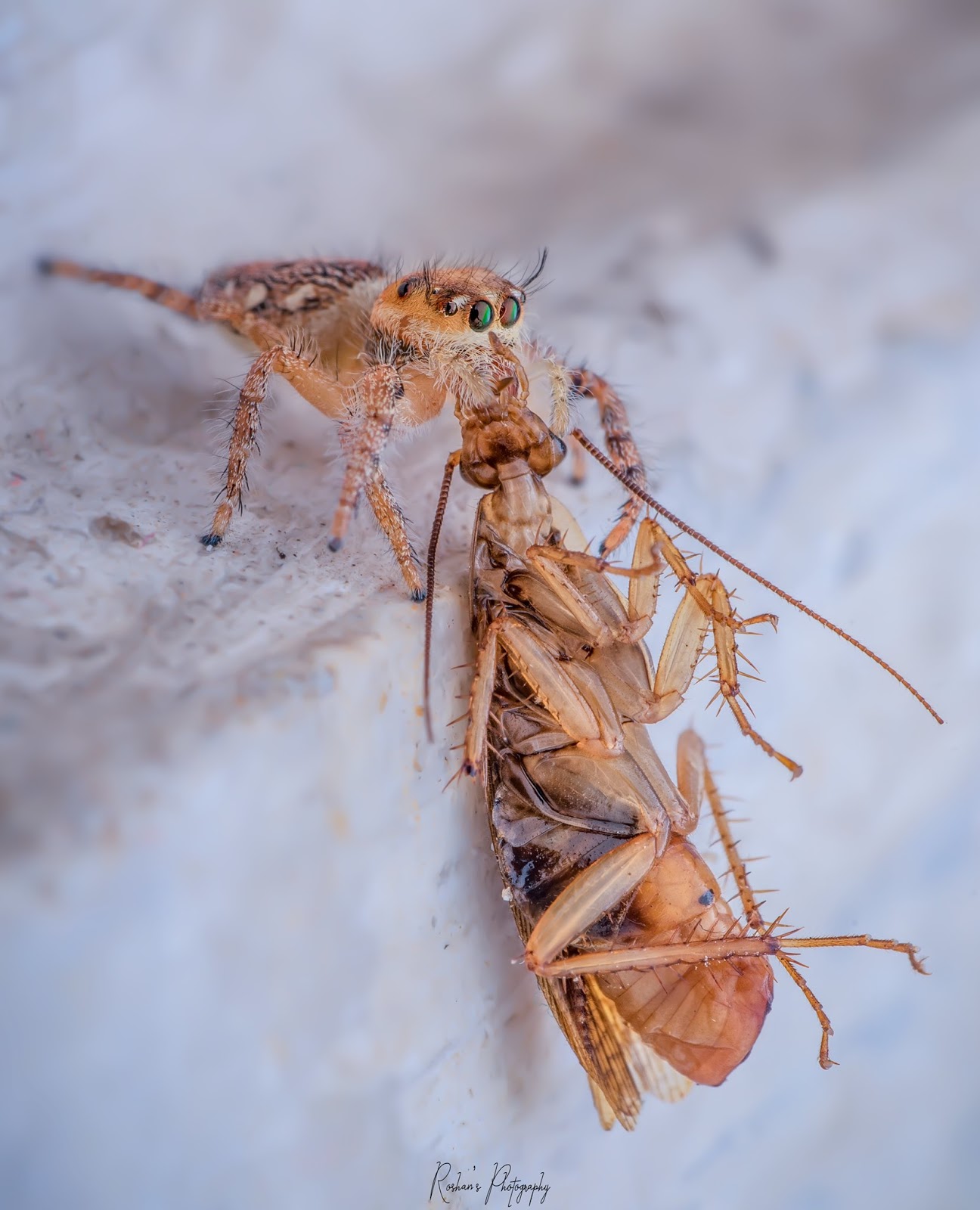 Jumping Spider & German Cockroach