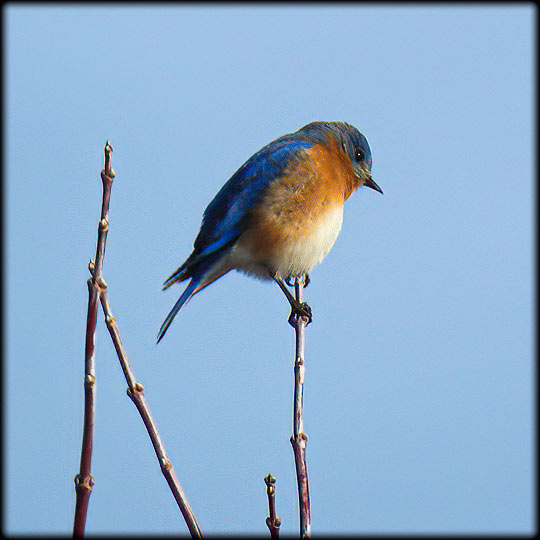 Ontario Wanderer: Morning Bluebird - Evening Owl - Sit Spot # 728 ...