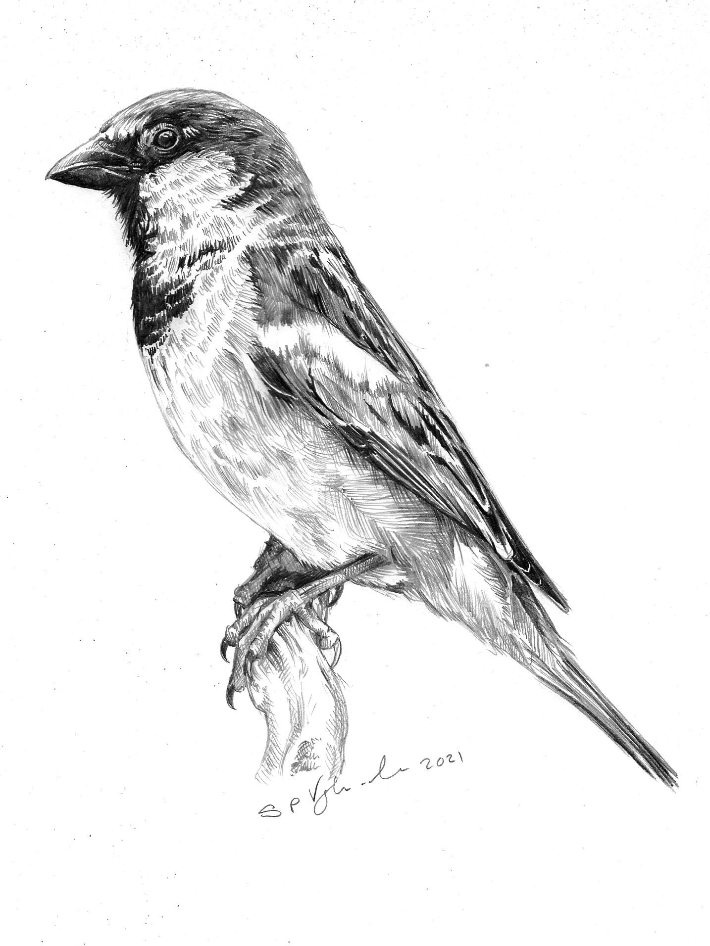 Drawing from experience...: House Sparrow (Passer domesticus)