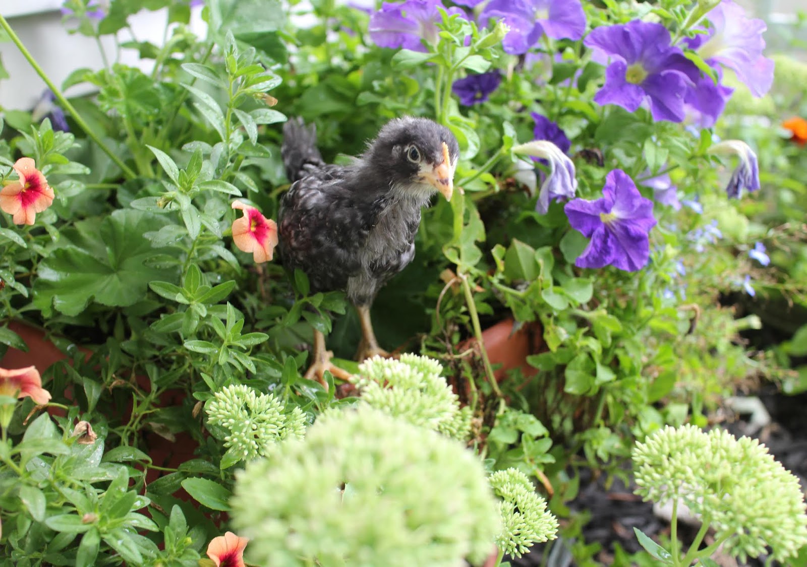 Lilacs and Springtime: Baby Chicks and Flowers