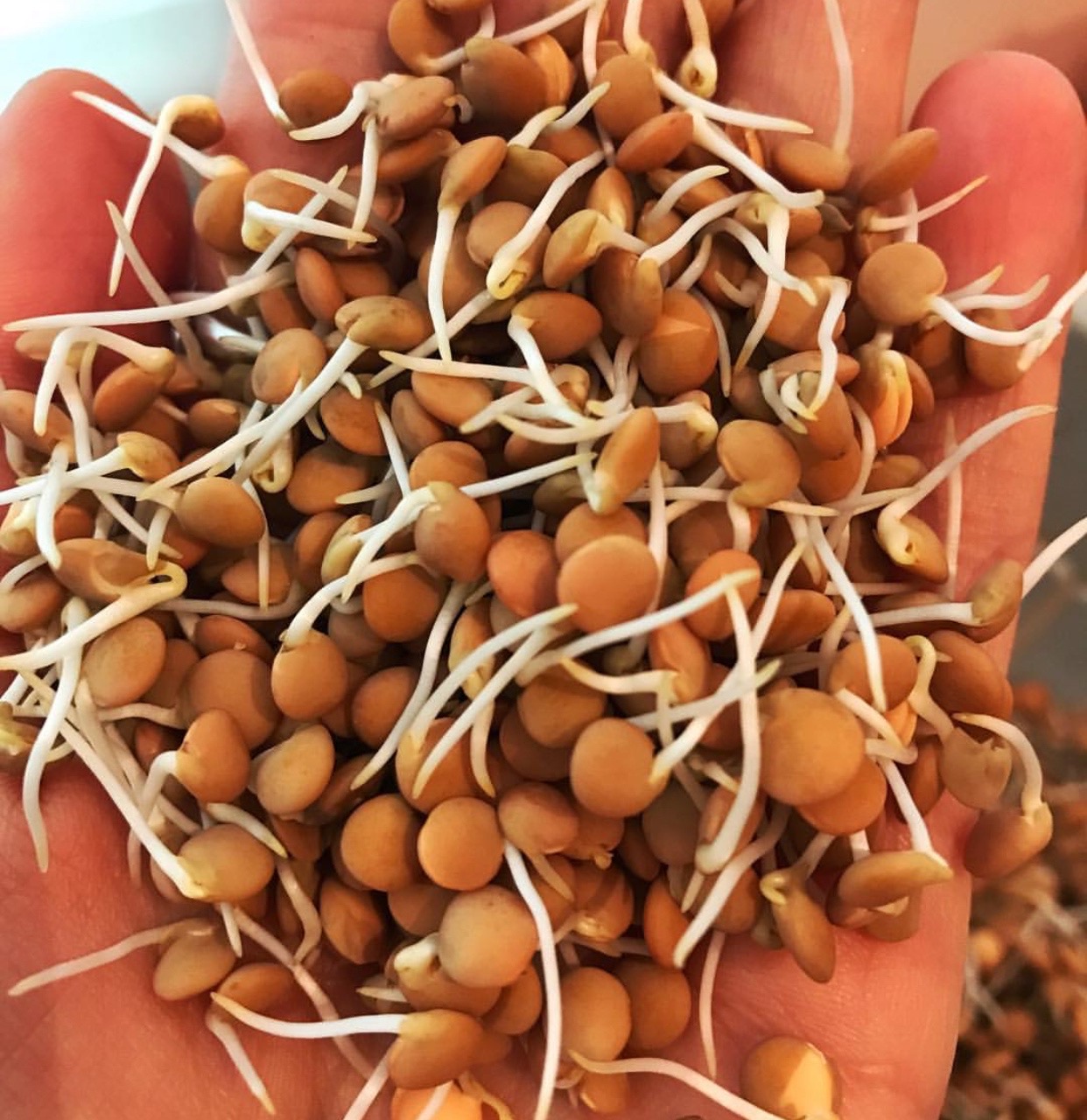 Tot ce trebuie sa stii despre linte - Fashion Doctor