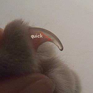 安妮貓窩: 【生活篇】How To Trim Your Cat's Claws - Including Photos