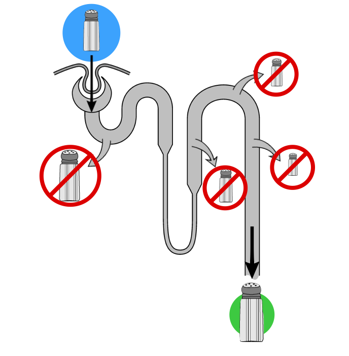 Precious Bodily Fluids: Why is the FENa elevated in acute tubular injury?