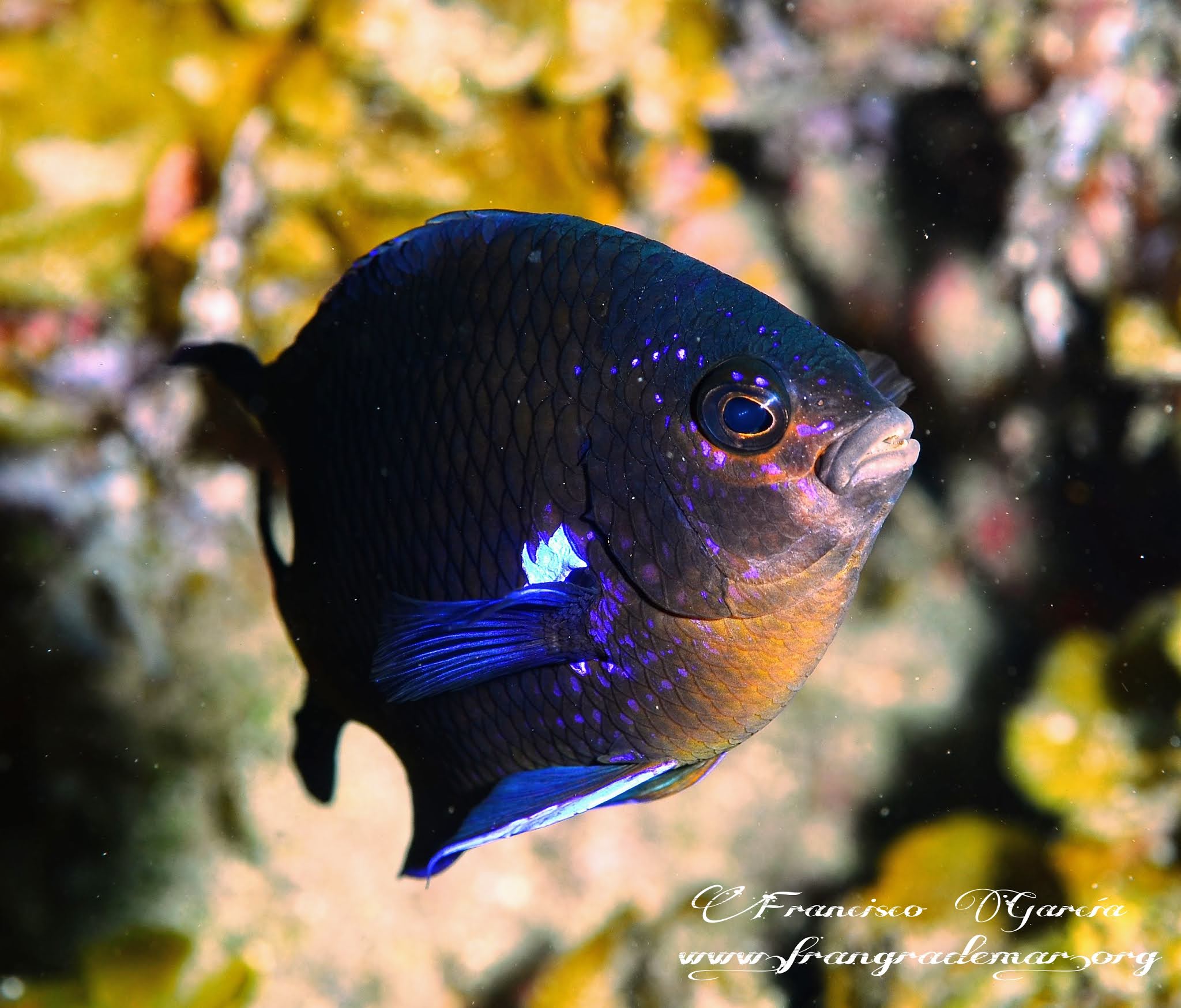 De Cara Al Mar: COLECCIÓN DE FULAS