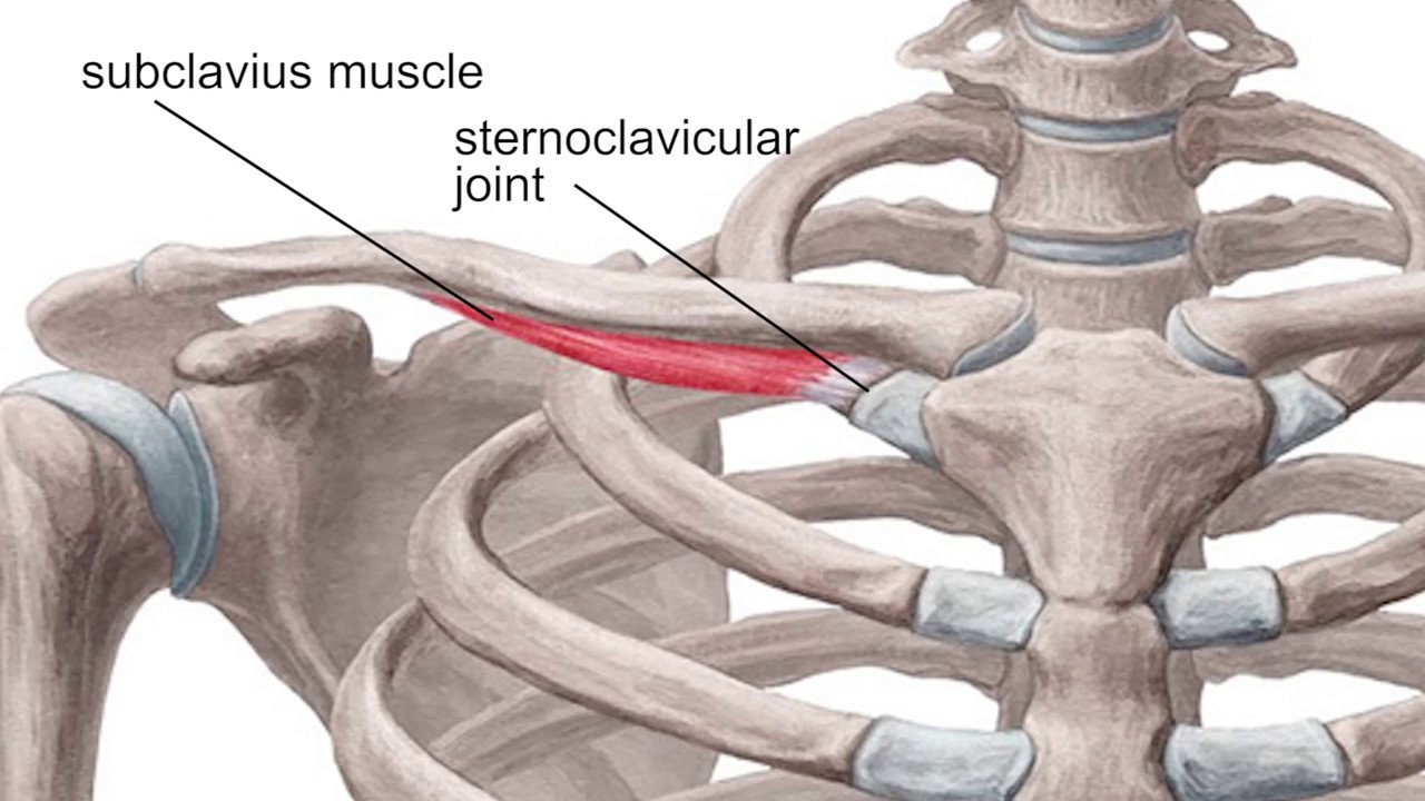 Subclavius Muscle Origin And Insertion
