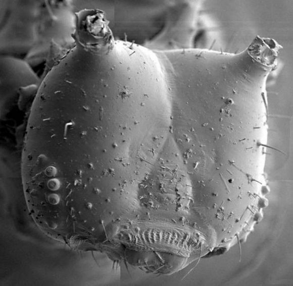 Microorganisms Under a Microscope ~ Hampix