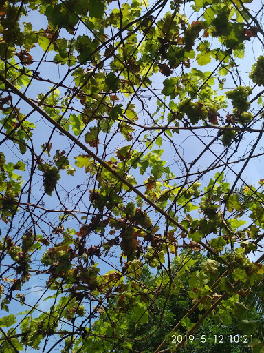 anggur jenis crimson sulit berbuah?... padahal.. | Pohon Anggur Genjah