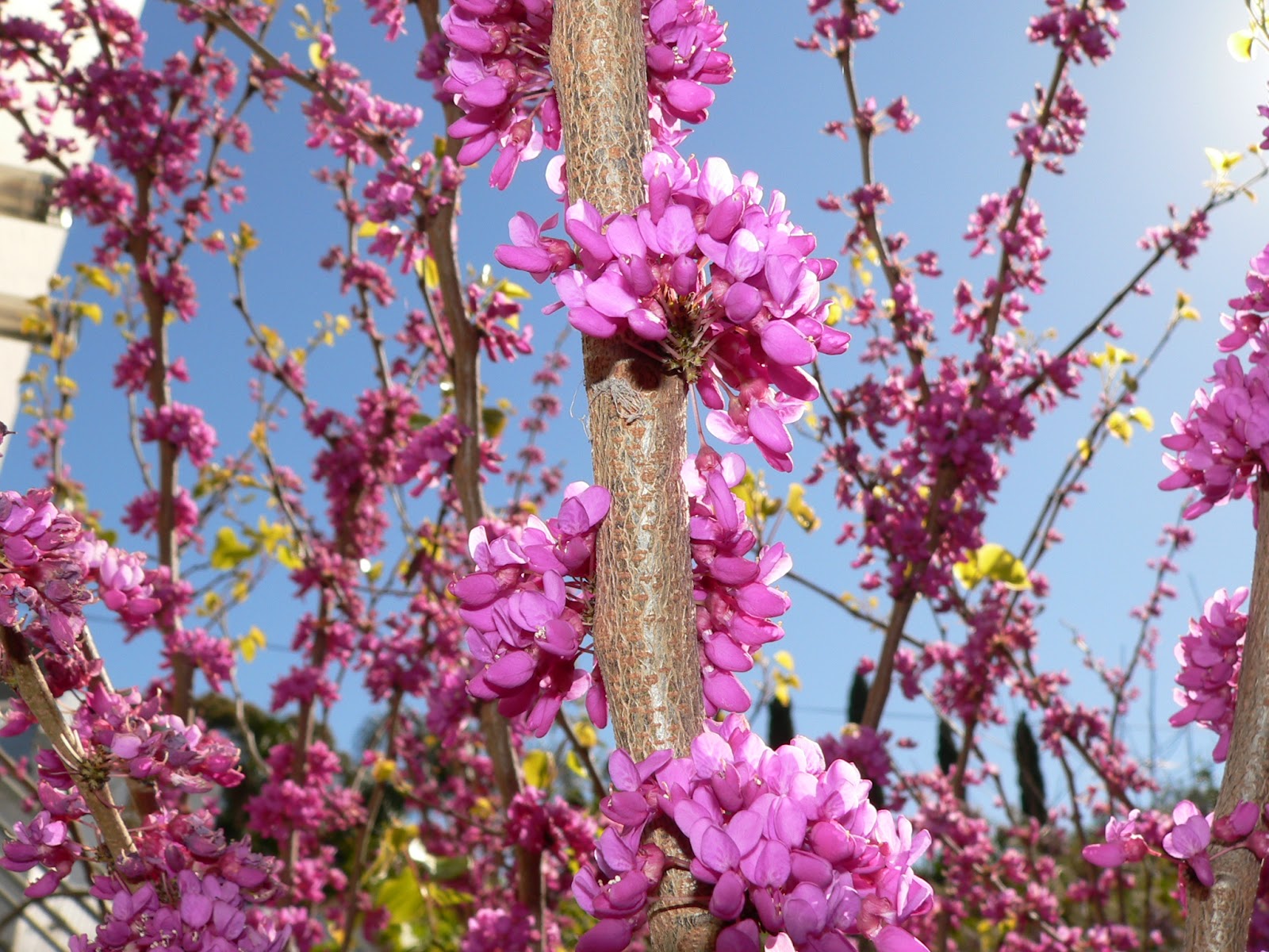 Aggregata Plants & Gardens: Cercis chinensis 'judas tree' & flowering ...