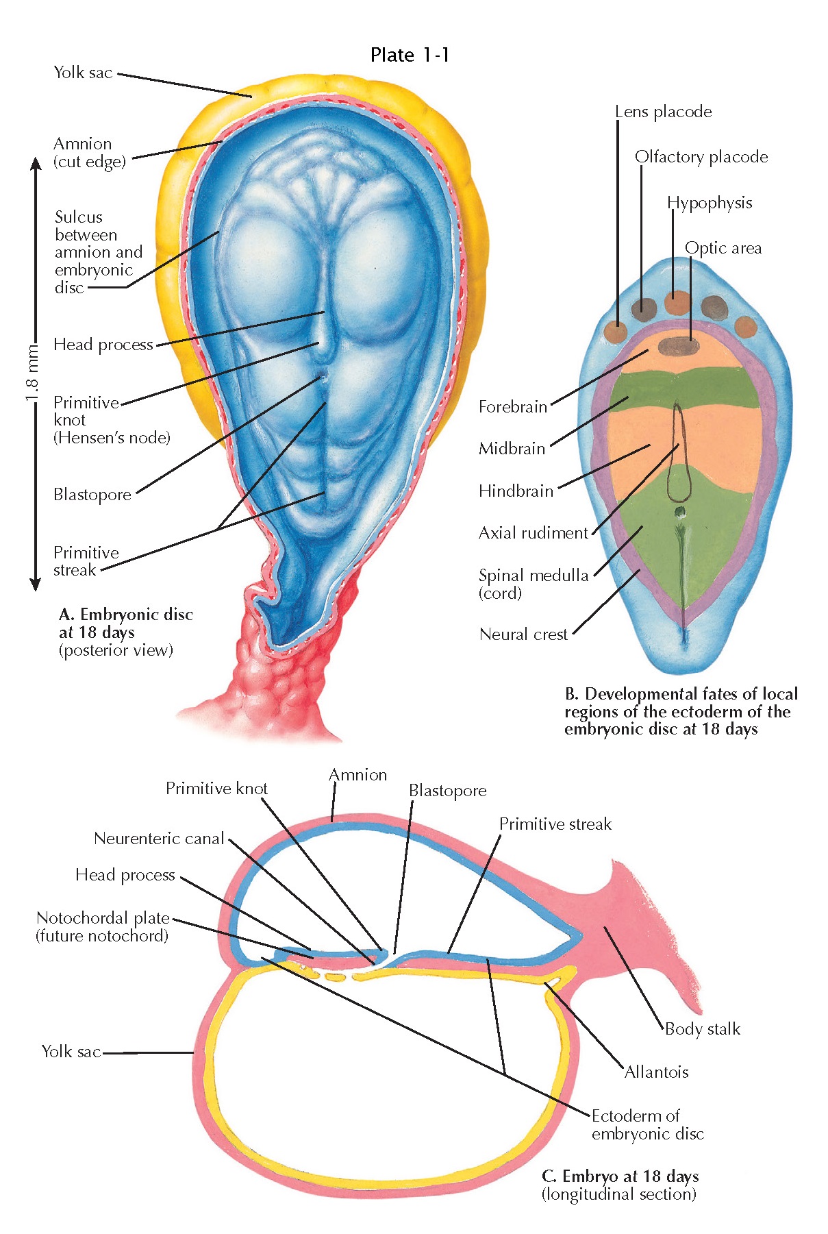 INITIAL SPECIFICATION OF THE NERVOUS SYSTEM: THE EMBRYO AT 18 DAYS ...