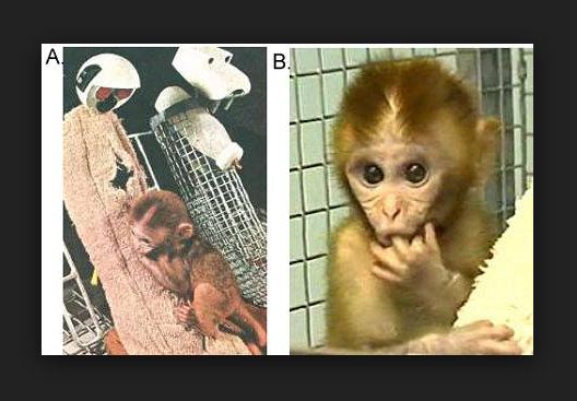 Interesting Things that Happened Recently: cloth mother monkey