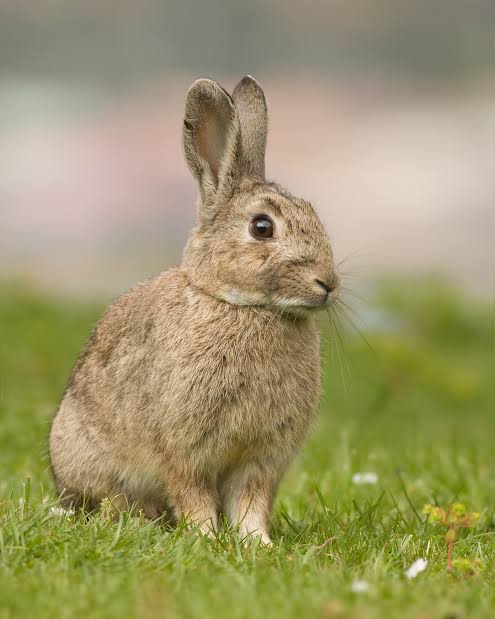 RABBIT DISEASES AND CONTROL