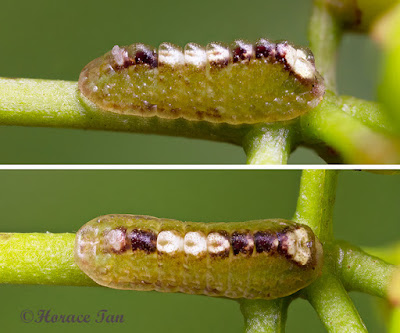 Butterflies of Singapore: Life History of the Banded Royal