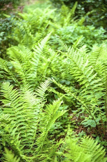 The Fern Lover: Boston Fern Pests
