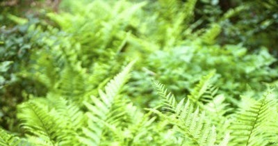 The Fern Lover: Boston Fern Pests