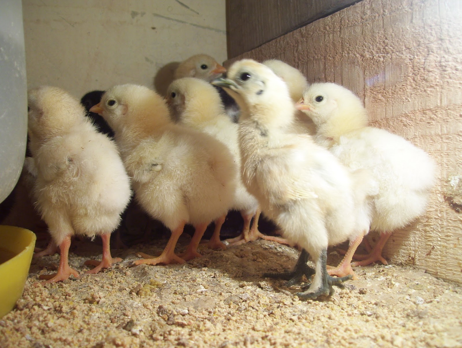 Cabaña Avicola y Cunicola Layantü: Pollitos BB – Precios 2011