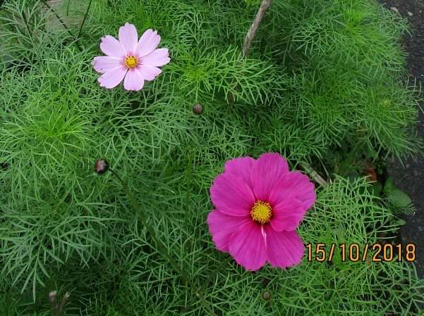 My Small Garden: Pokok Bunga Cosmos - koleksi di Sydney