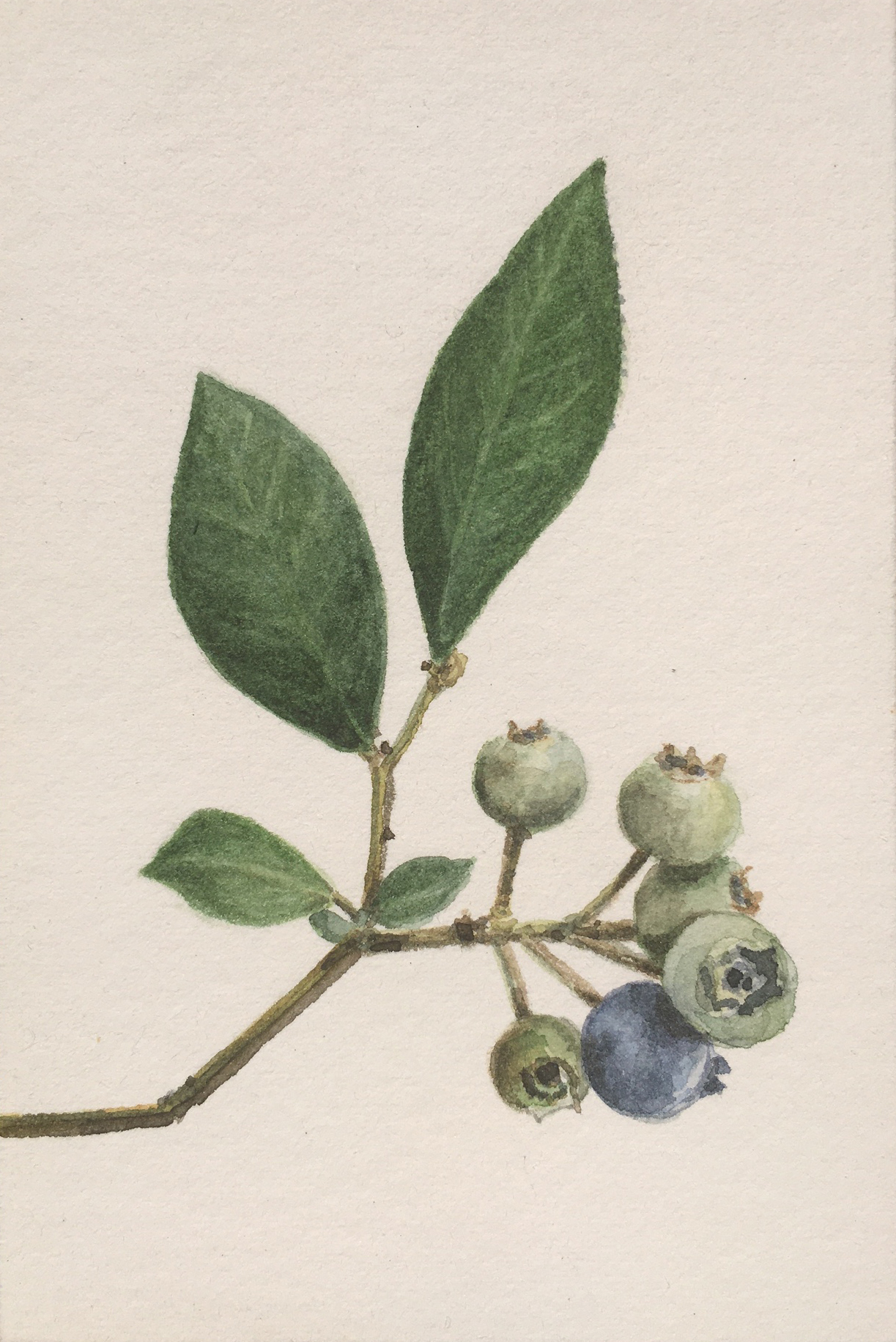 North Carolina Botanical Artists: 2021