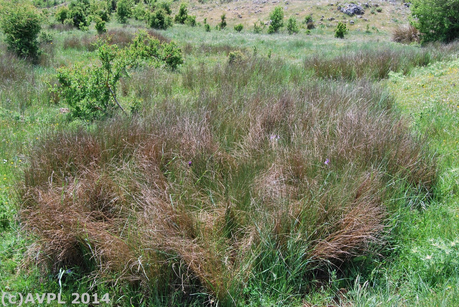 Valle de Nubra नुब्रा घाटी Nubra Valley: Vegetación variada ...