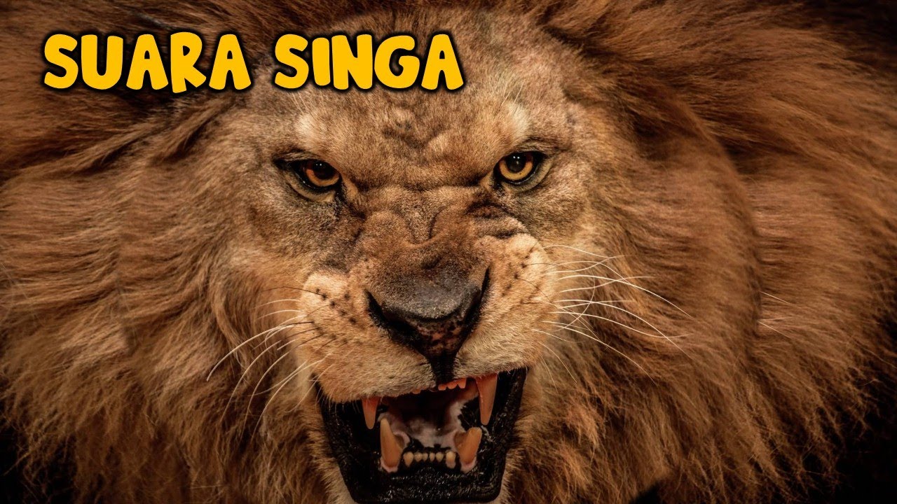 Inilah Alasan Singa Mengaum