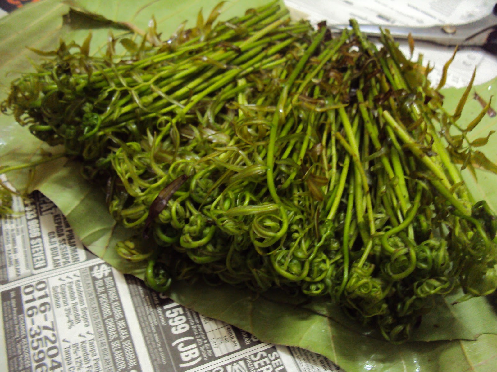 Pernah Tgok???Sayur Midin... ~ SURIA AMANDA