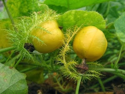 INFO BUAH LETUP DAN BUAH LETUP-LETUP | AKU ANAK PAHANG