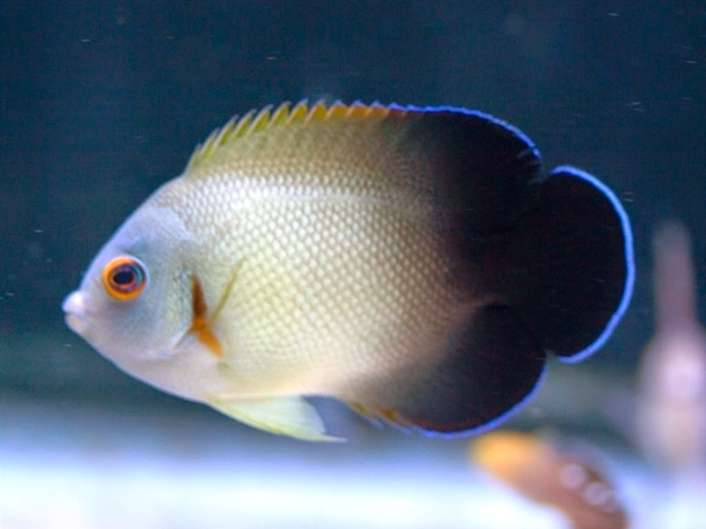 Angelfish - Ikan Angel