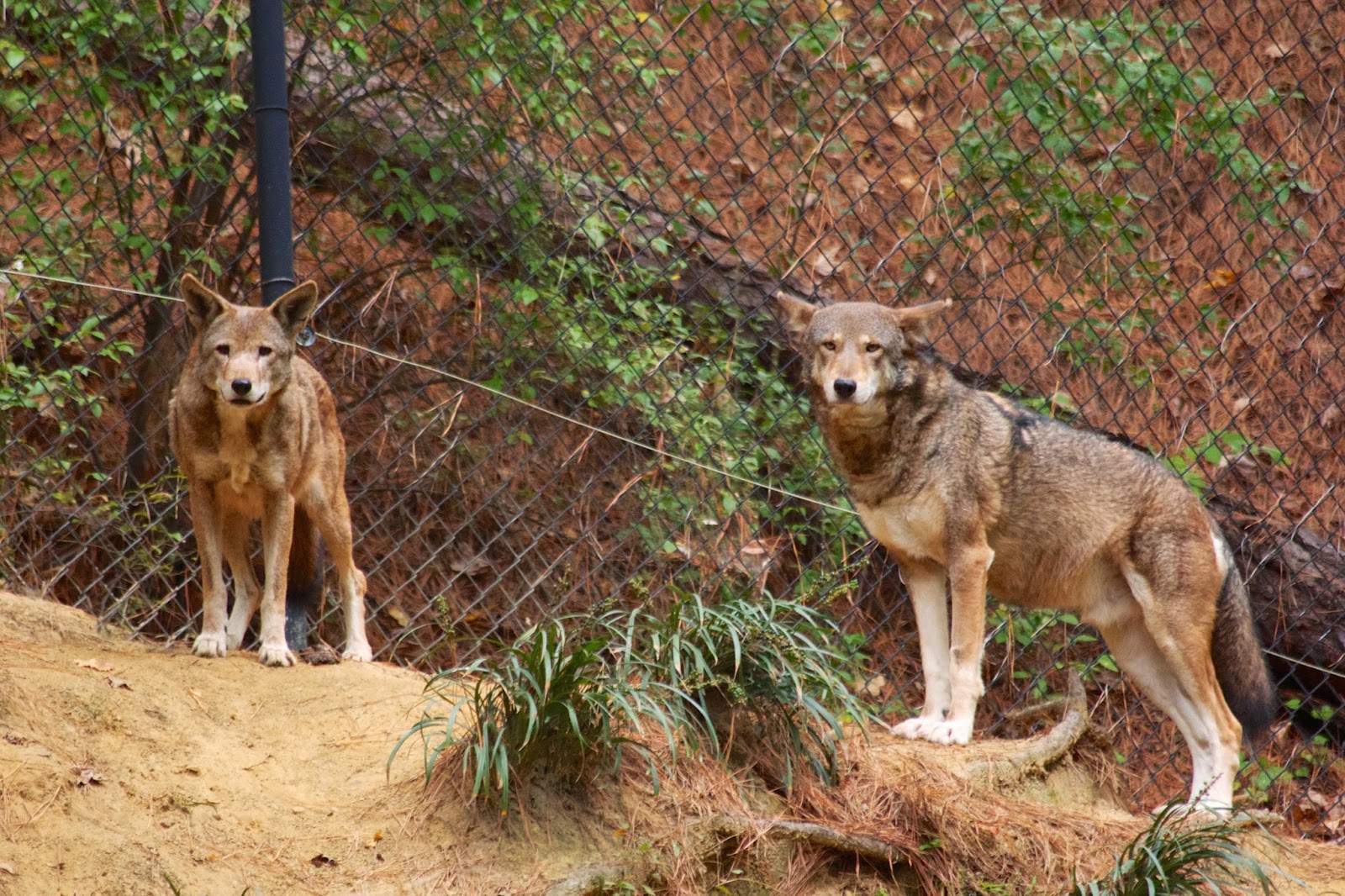 RETURN OF THE RED WOLF: RWSSP of the month—North Carolina Museum of ...