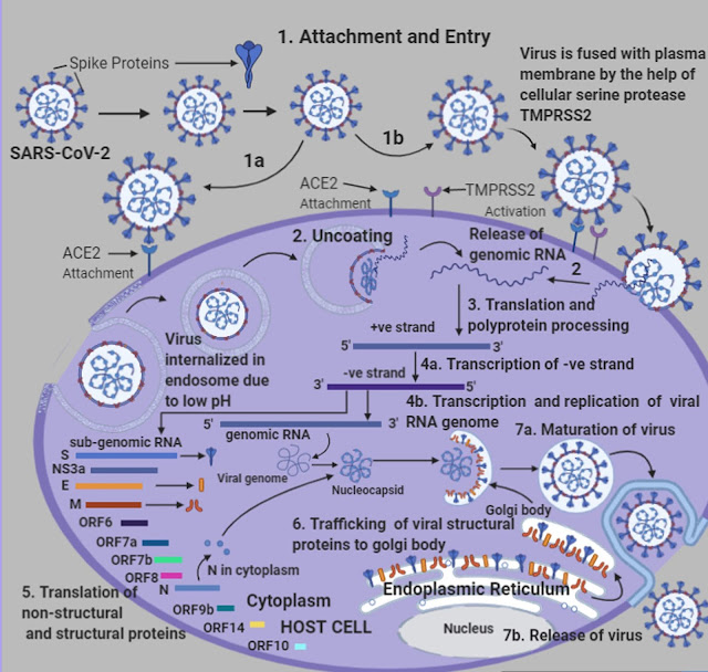 MICROBIOLOGY BLOG FOR STUDENTS (MBLOGSTU): Strategies to devise anti ...
